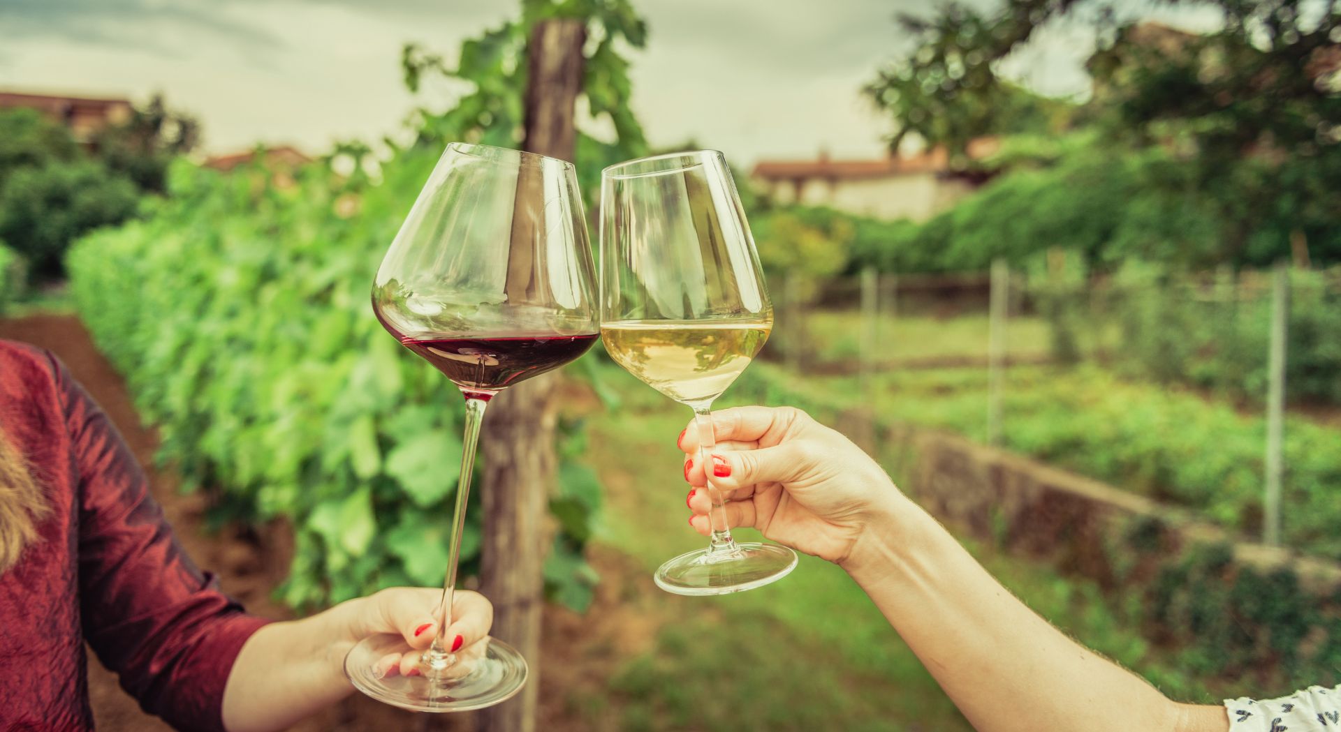 10 Best Wines from Israel – Vintage Kosherca